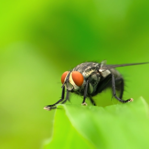Commercial Fly Control | Gregory Pest Solutions