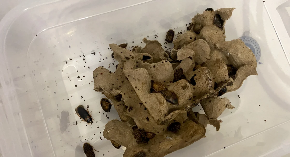 What Does Cockroach Poop Look Like? | Gregory Pest Solutions