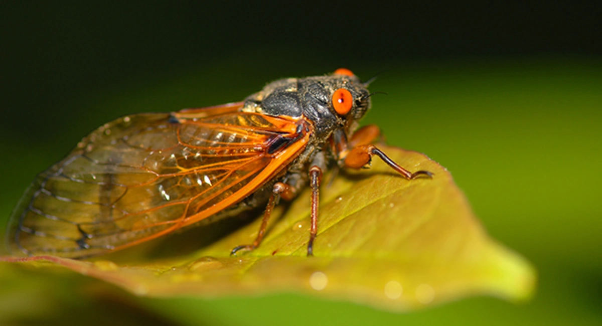 Why There Are So Many Cicadas | Gregory Pest Solutions